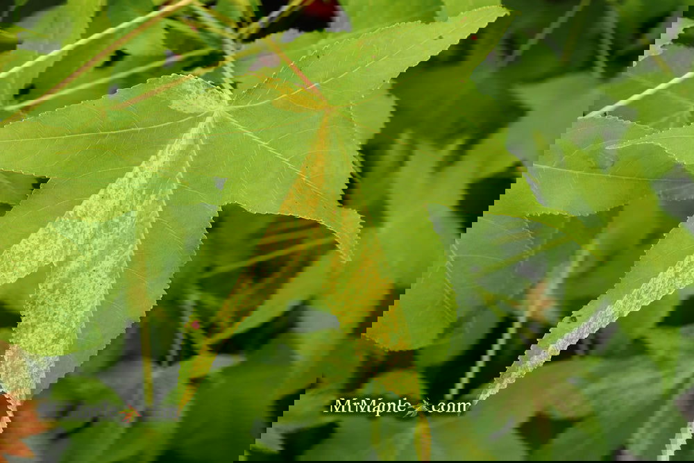 Buy Liquidambar styraciflua 'Gold Dust' Variegated Sweet Gum — Mr Maple ...