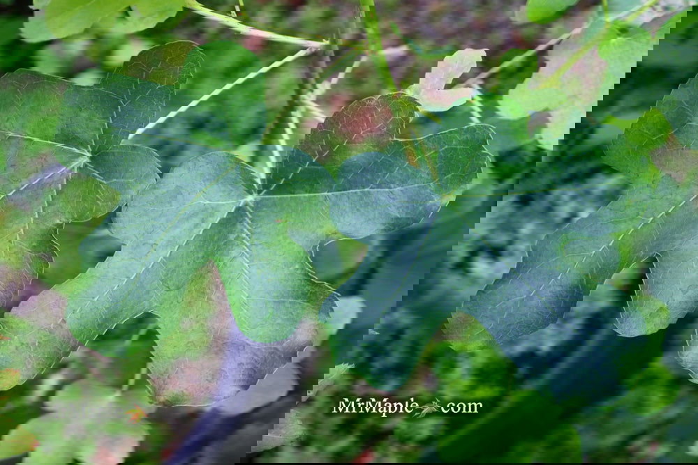 liquidambar styraciflua fruitless