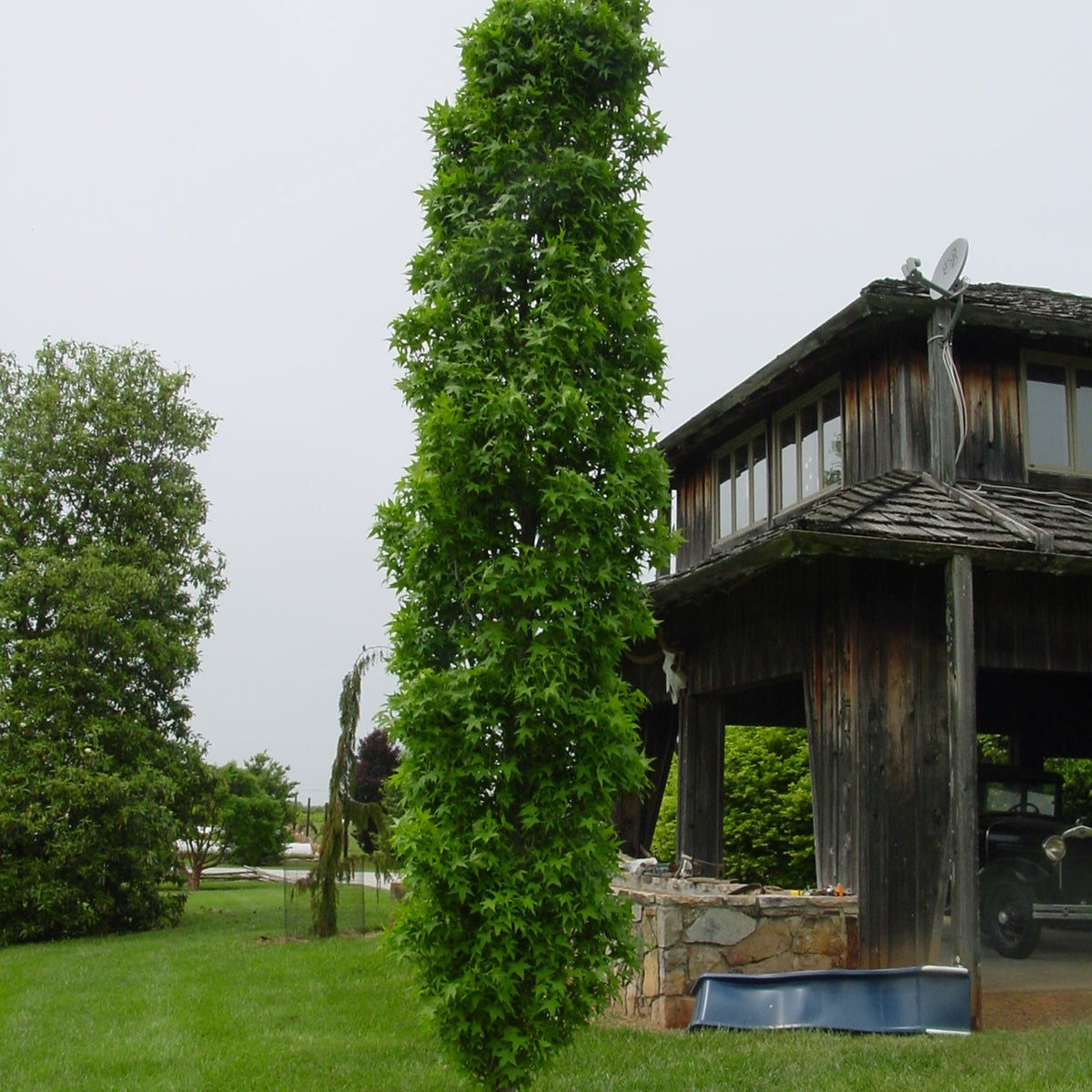 Buy Liquidambar styraciflua 'Slender Silhouette' Columnar Sweet Gum ...