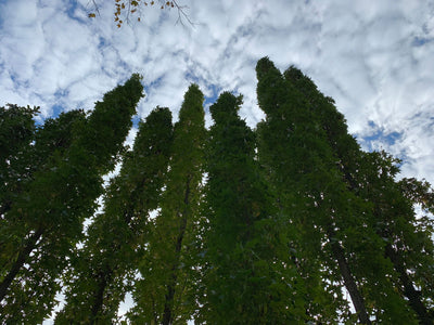 Buy Liquidambar styraciflua 'Slender Silhouette' Columnar Sweet Gum ...