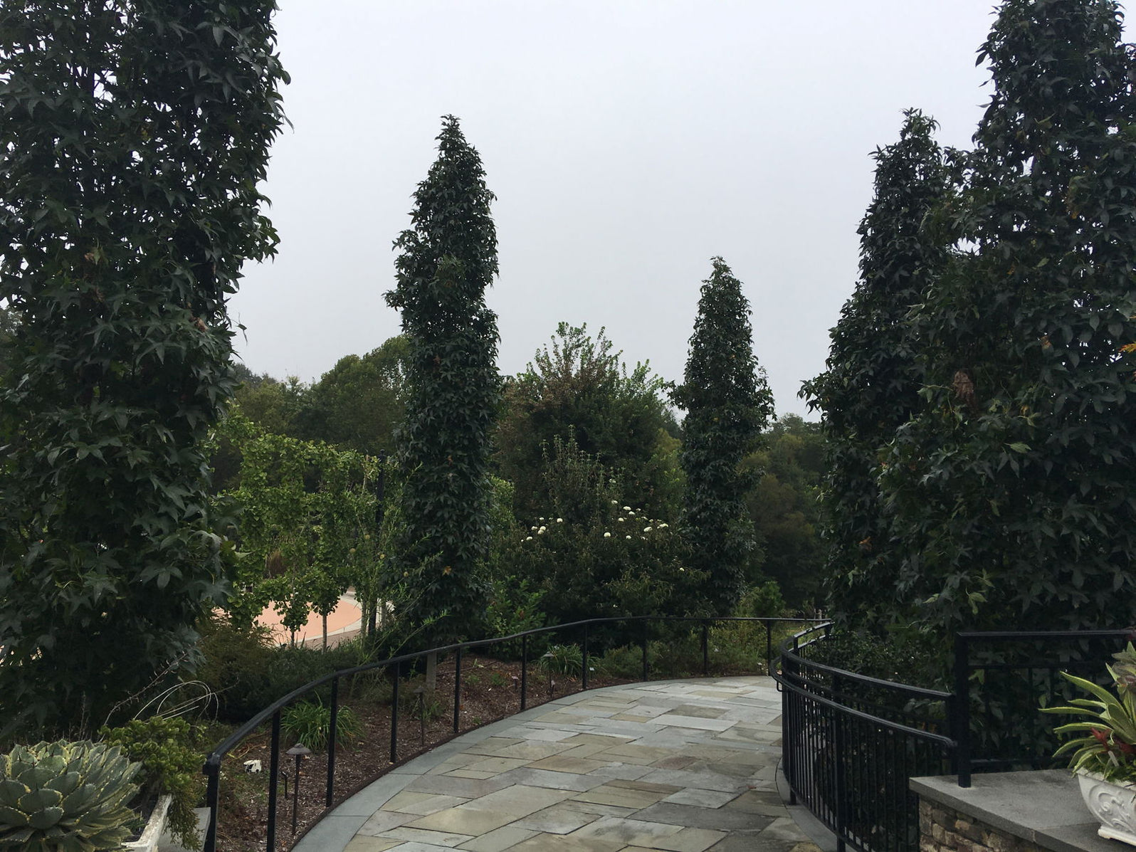 Buy Liquidambar styraciflua 'Slender Silhouette' Columnar Sweet Gum ...