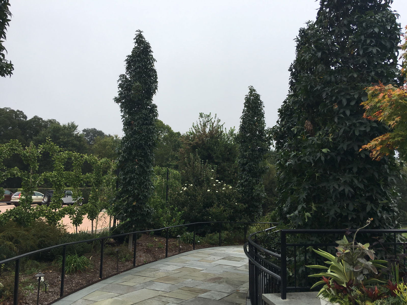 Buy Liquidambar styraciflua 'Slender Silhouette' Columnar Sweet Gum ...