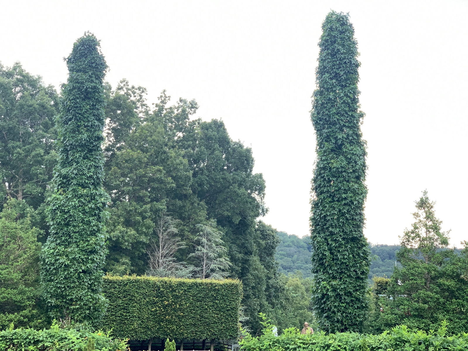 Buy Liquidambar styraciflua 'Slender Silhouette' Columnar Sweet Gum ...