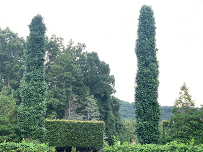 Buy Liquidambar styraciflua 'Slender Silhouette' Columnar Sweet Gum ...