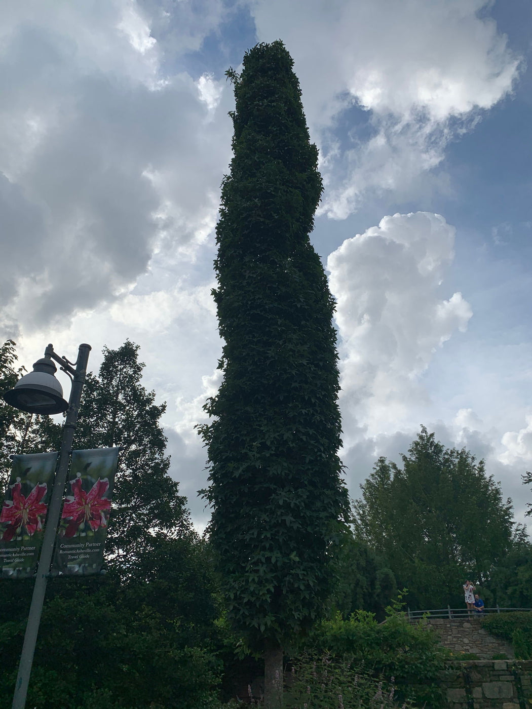 Buy Liquidambar styraciflua 'Slender Silhouette' Columnar Sweet Gum ...