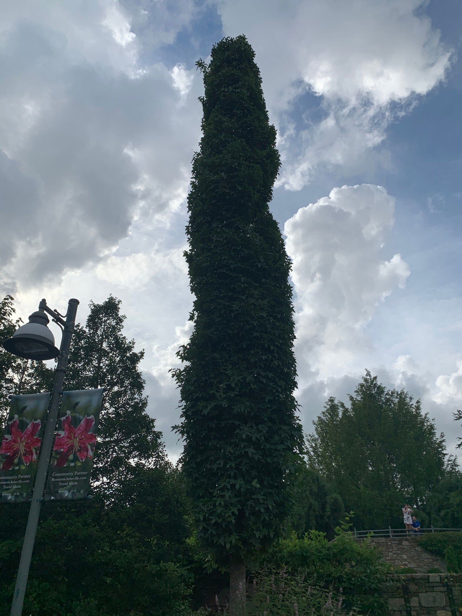 Buy Liquidambar styraciflua 'Slender Silhouette' Columnar Sweet Gum ...