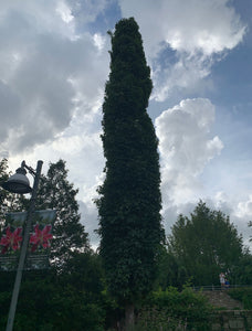 Buy Liquidambar styraciflua 'Slender Silhouette' Columnar Sweet Gum ...