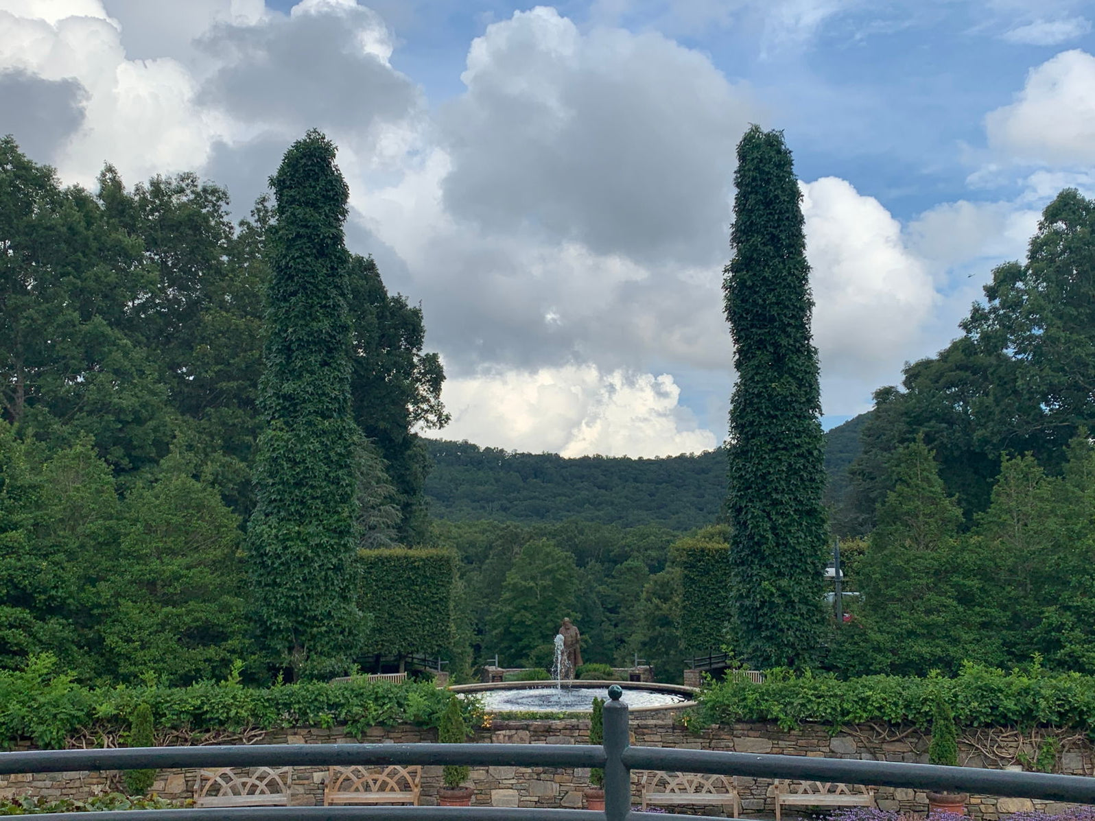 Buy Liquidambar styraciflua 'Slender Silhouette' Columnar Sweet Gum ...