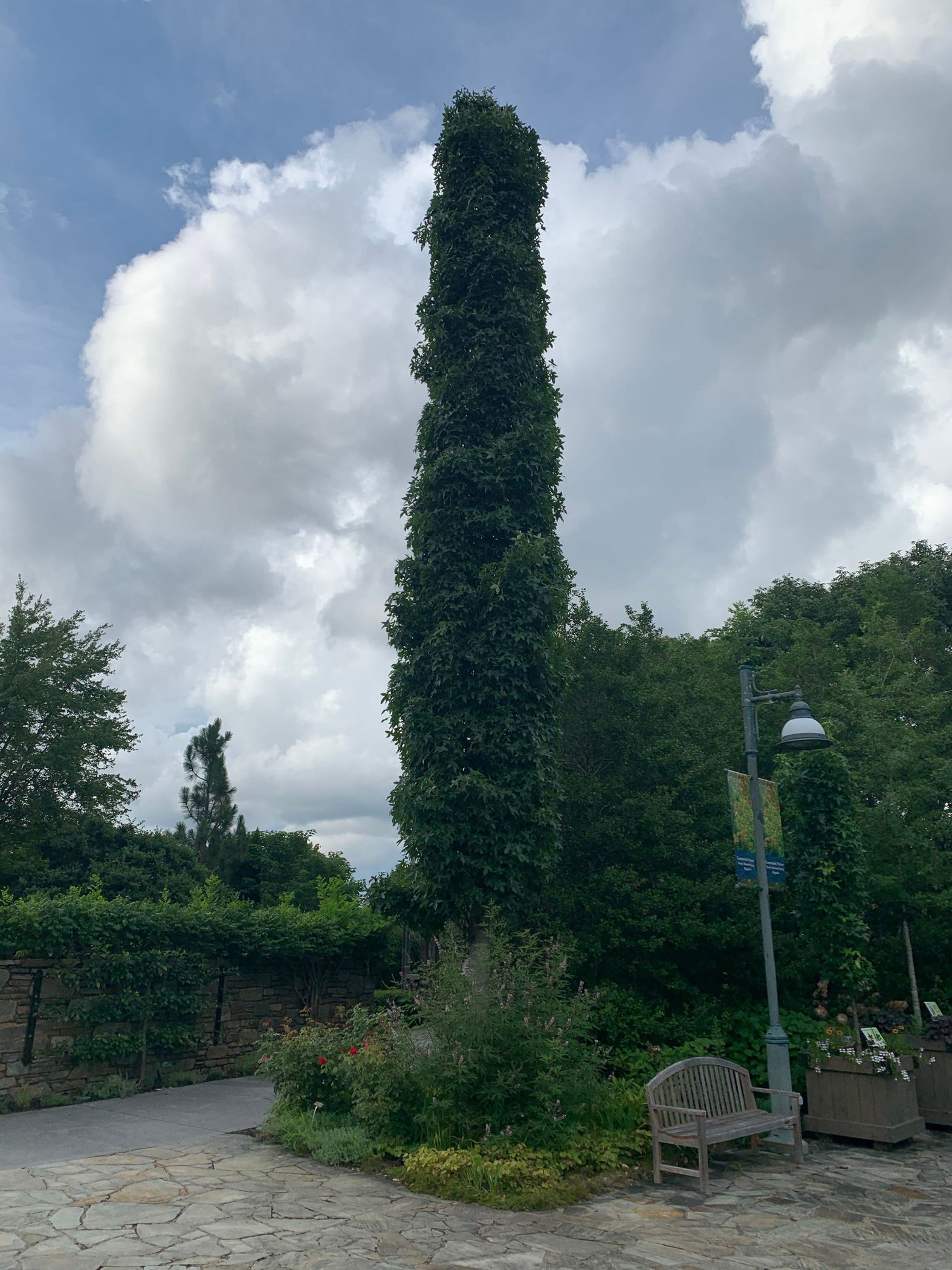 Buy Liquidambar styraciflua 'Slender Silhouette' Columnar Sweet Gum ...