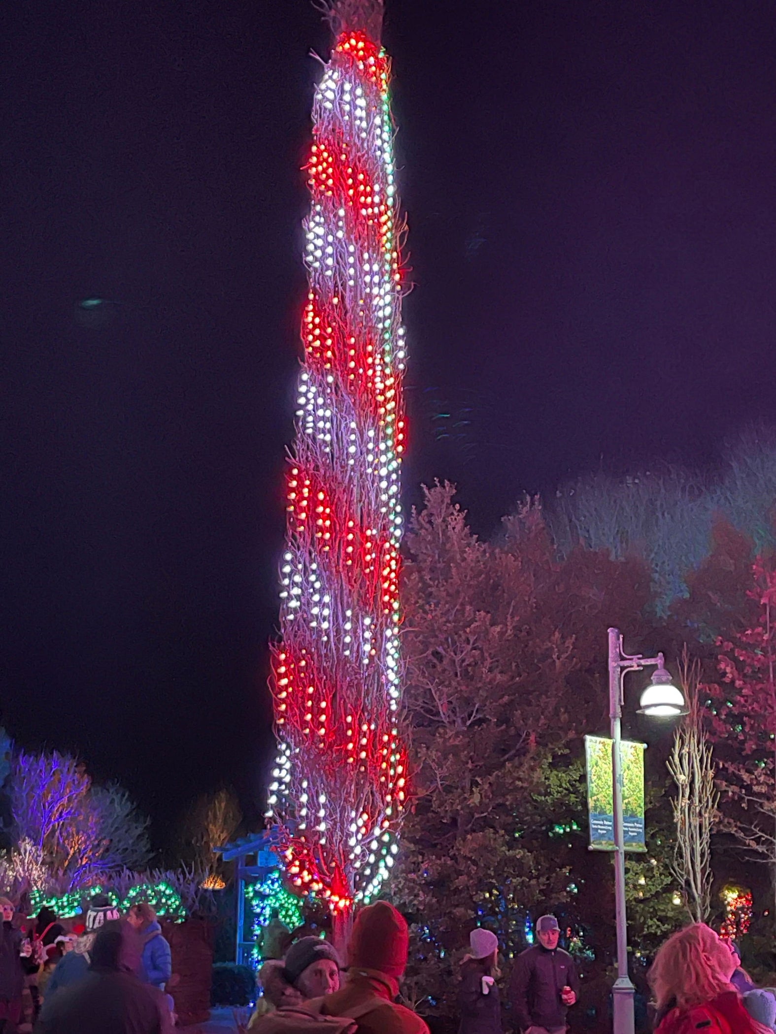 Buy Liquidambar styraciflua 'Slender Silhouette' Columnar Sweet Gum ...