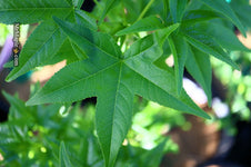 Buy Liquidambar styraciflua 'Slender Silhouette' Columnar Sweet Gum ...