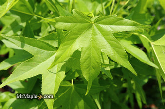 Buy Liquidambar styraciflua 'Slender Silhouette' Columnar Sweet Gum ...