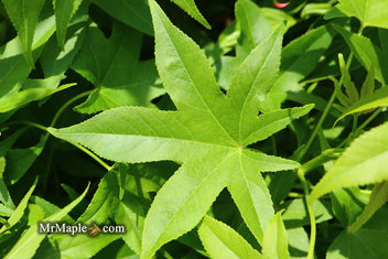 Buy Liquidambar styraciflua 'Slender Silhouette' Columnar Sweet Gum ...