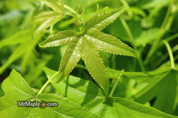 Buy Liquidambar styraciflua 'Slender Silhouette' Columnar Sweet Gum ...