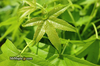 Buy Liquidambar styraciflua 'Slender Silhouette' Columnar Sweet Gum ...