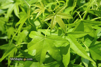 Buy Liquidambar styraciflua 'Slender Silhouette' Columnar Sweet Gum ...