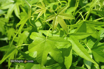 Buy Liquidambar styraciflua 'Slender Silhouette' Columnar Sweet Gum ...