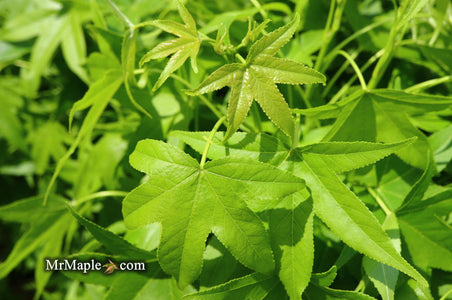 Buy Liquidambar styraciflua 'Slender Silhouette' Columnar Sweet Gum ...
