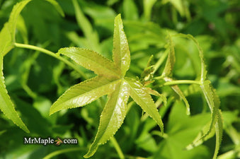 Buy Liquidambar styraciflua 'Slender Silhouette' Columnar Sweet Gum ...