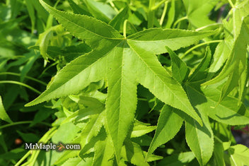 Buy Liquidambar styraciflua 'Slender Silhouette' Columnar Sweet Gum ...