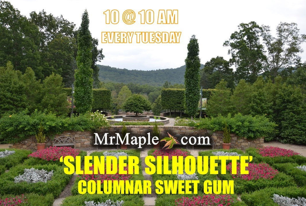 Buy Liquidambar styraciflua 'Slender Silhouette' Columnar Sweet Gum ...