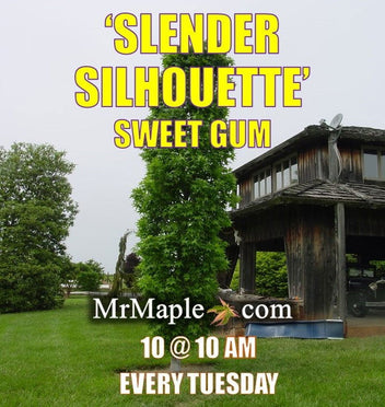 Buy Liquidambar styraciflua 'Slender Silhouette' Columnar Sweet Gum ...
