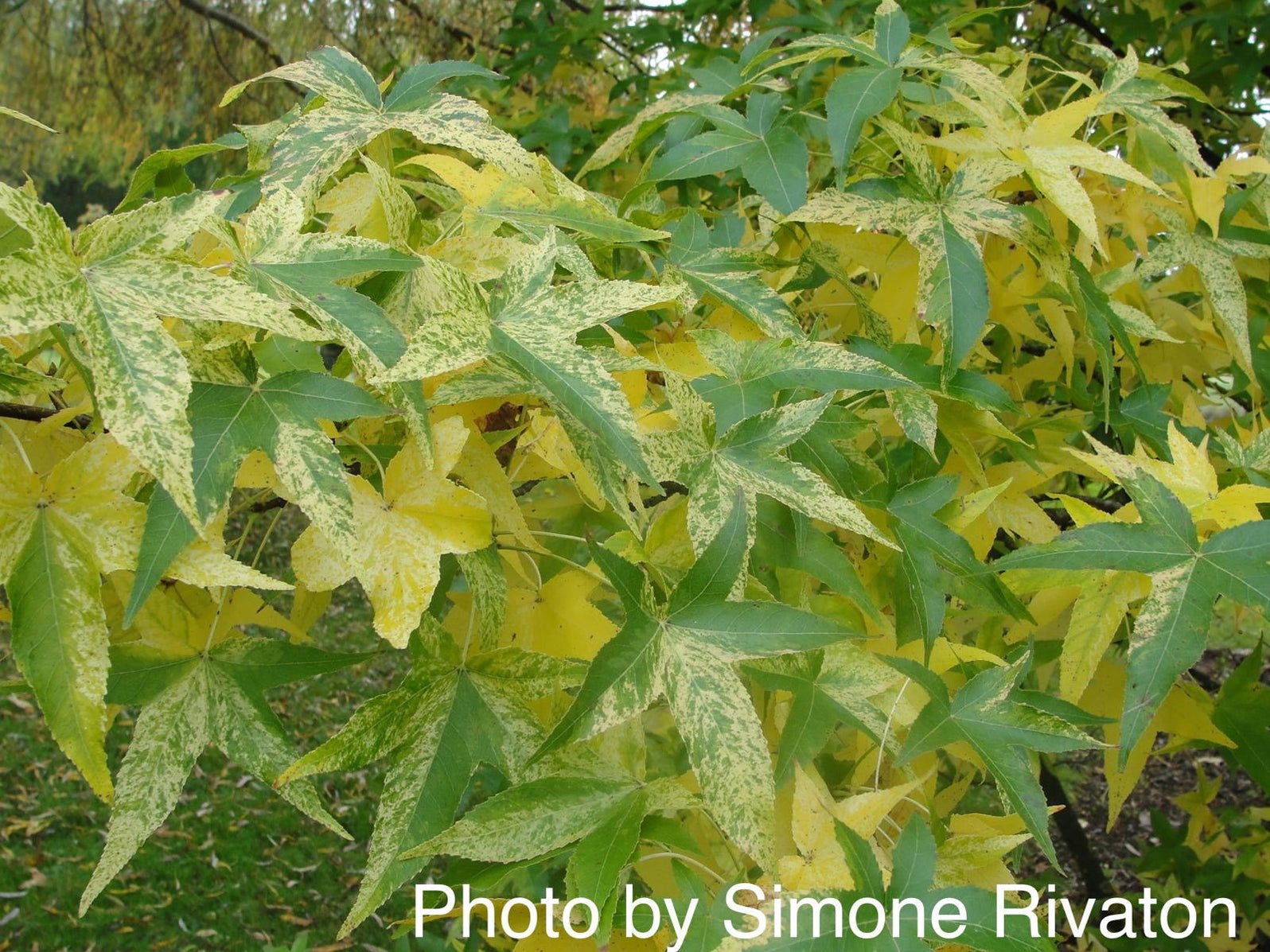 Buy Liquidambar styraciflua 'Variegata' Variegated Sweet Gum — Mr Maple ...