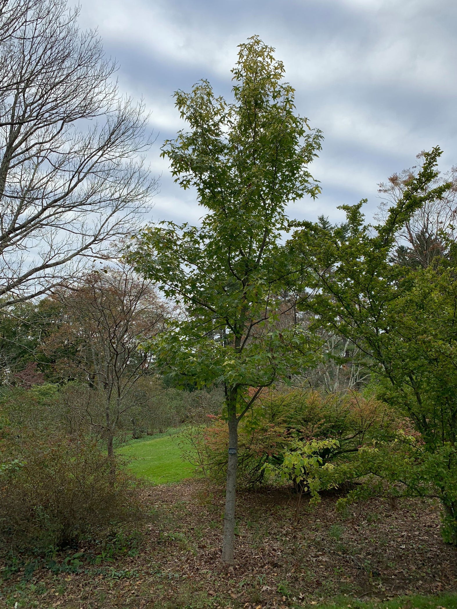 Buy Liquidambar styraciflua 'Variegata' Variegated Sweet Gum — Mr Maple ...