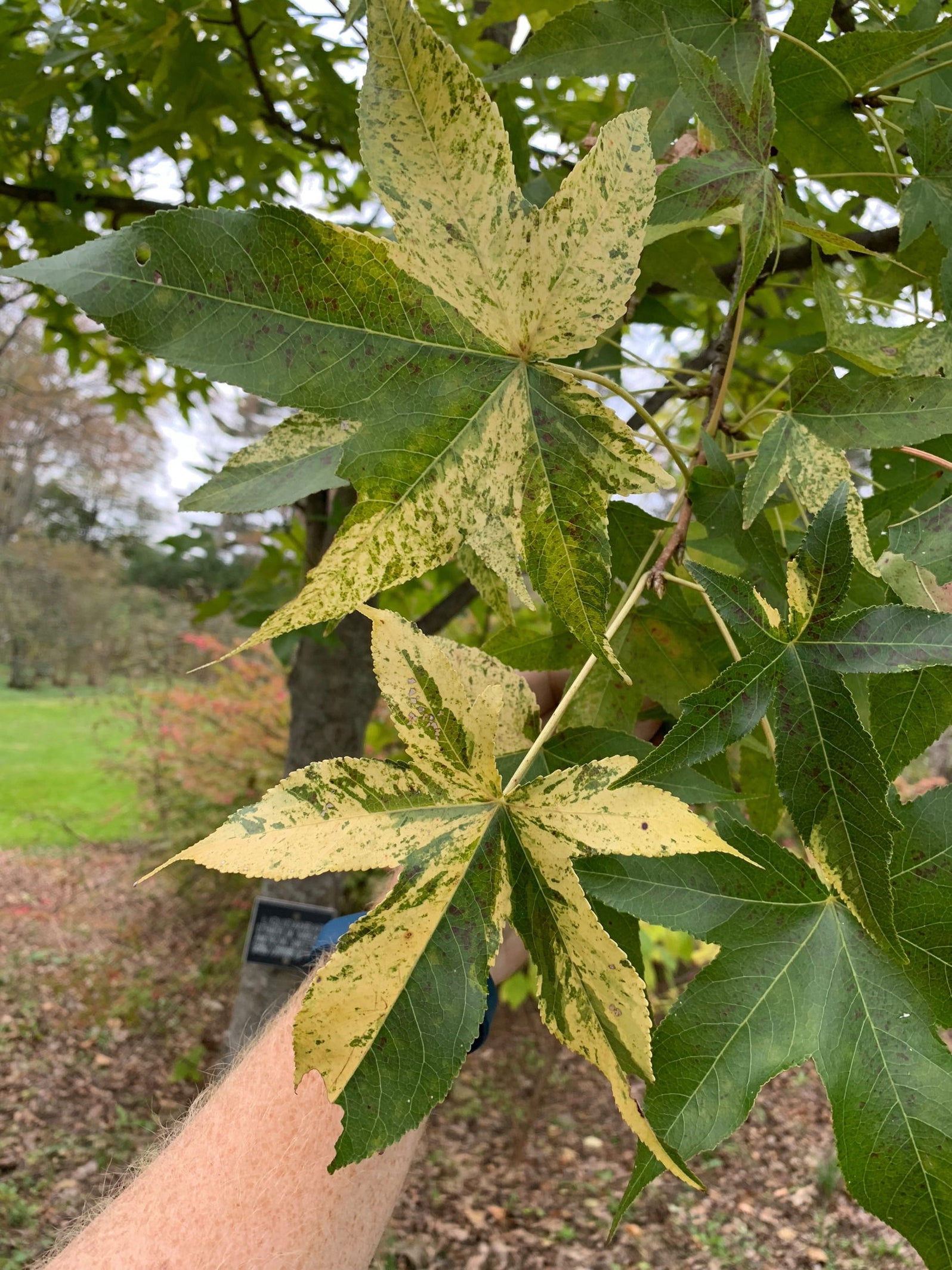 Buy Liquidambar styraciflua 'Variegata' Variegated Sweet Gum — Mr Maple ...