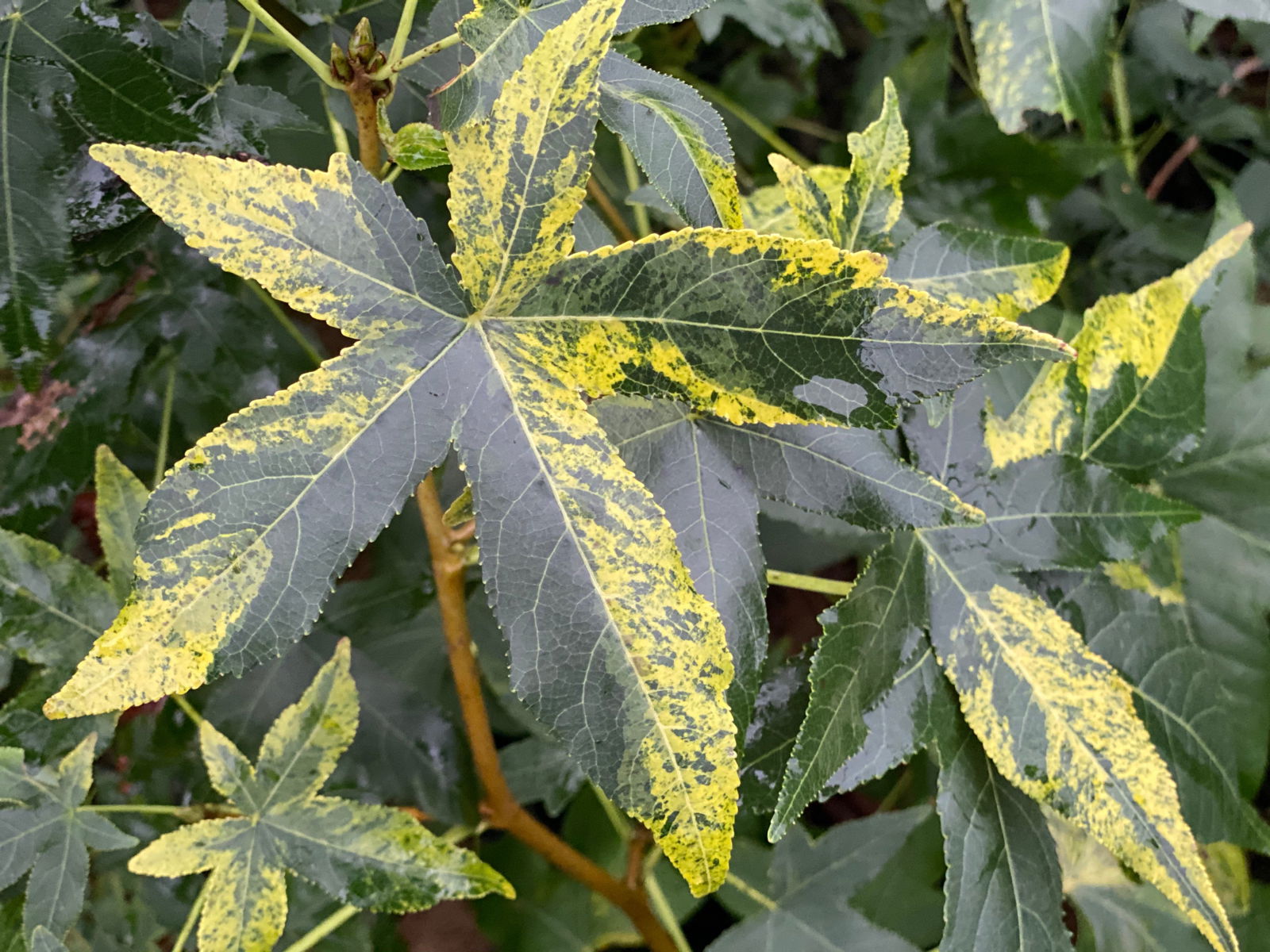 Buy Liquidambar styraciflua 'Variegata' Variegated Sweet Gum — Mr Maple ...
