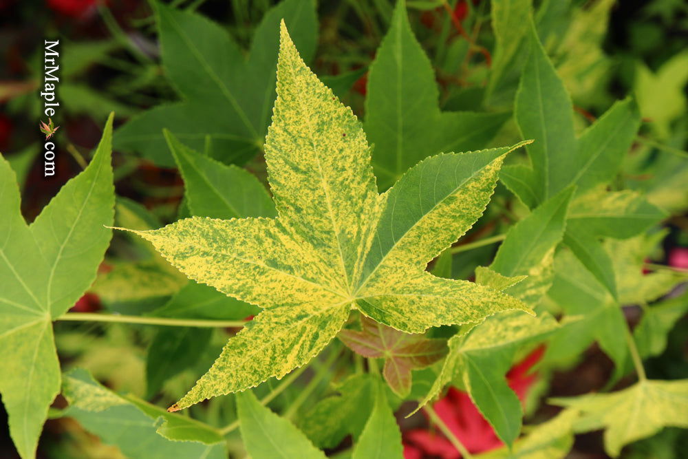 Buy Liquidambar styraciflua 'Variegata' Variegated Sweet Gum — Mr Maple ...
