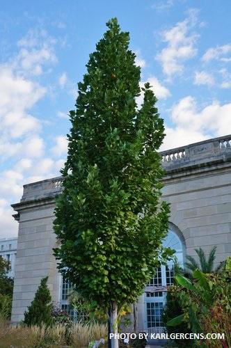 Buy Liriodendron tulipifera 'Arnold' Columnar Tulip Tree Poplar — Mr ...