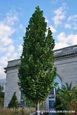 Buy Liriodendron tulipifera 'Arnold' Columnar Tulip Tree Poplar — Mr ...