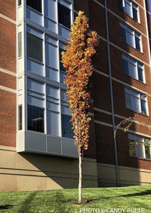 Buy Liriodendron tulipifera 'Arnold' Columnar Tulip Tree Poplar — Mr ...