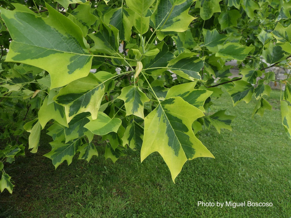 Buy Liriodendron tulipifera 'Aureomarginatum' Tulip Tree Poplar — Mr ...