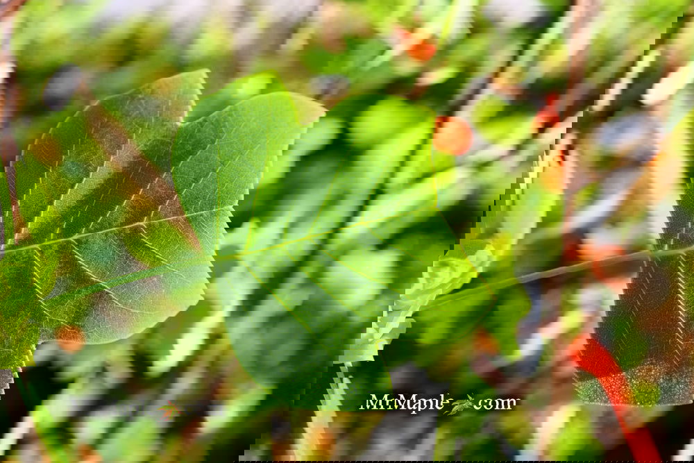 Buy Liriodendron tulipifera 'Little Volunteer' Tulip Tree Poplar — Mr ...