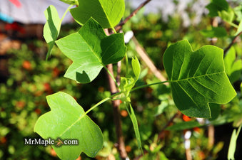 Buy Liriodendron tulipifera 'Little Volunteer' Tulip Tree Poplar — Mr ...