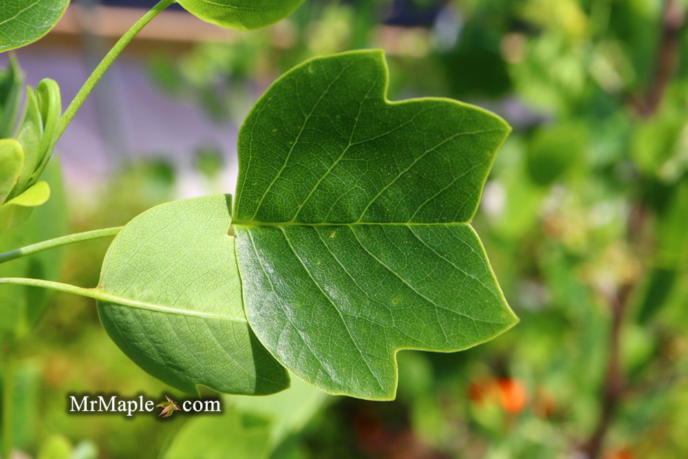 Buy Liriodendron tulipifera 'Little Volunteer' Tulip Tree Poplar — Mr ...