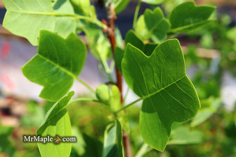 Buy Liriodendron tulipifera 'Little Volunteer' Tulip Tree Poplar — Mr ...