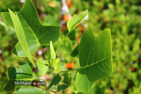 Buy Liriodendron tulipifera 'Little Volunteer' Tulip Tree Poplar — Mr ...
