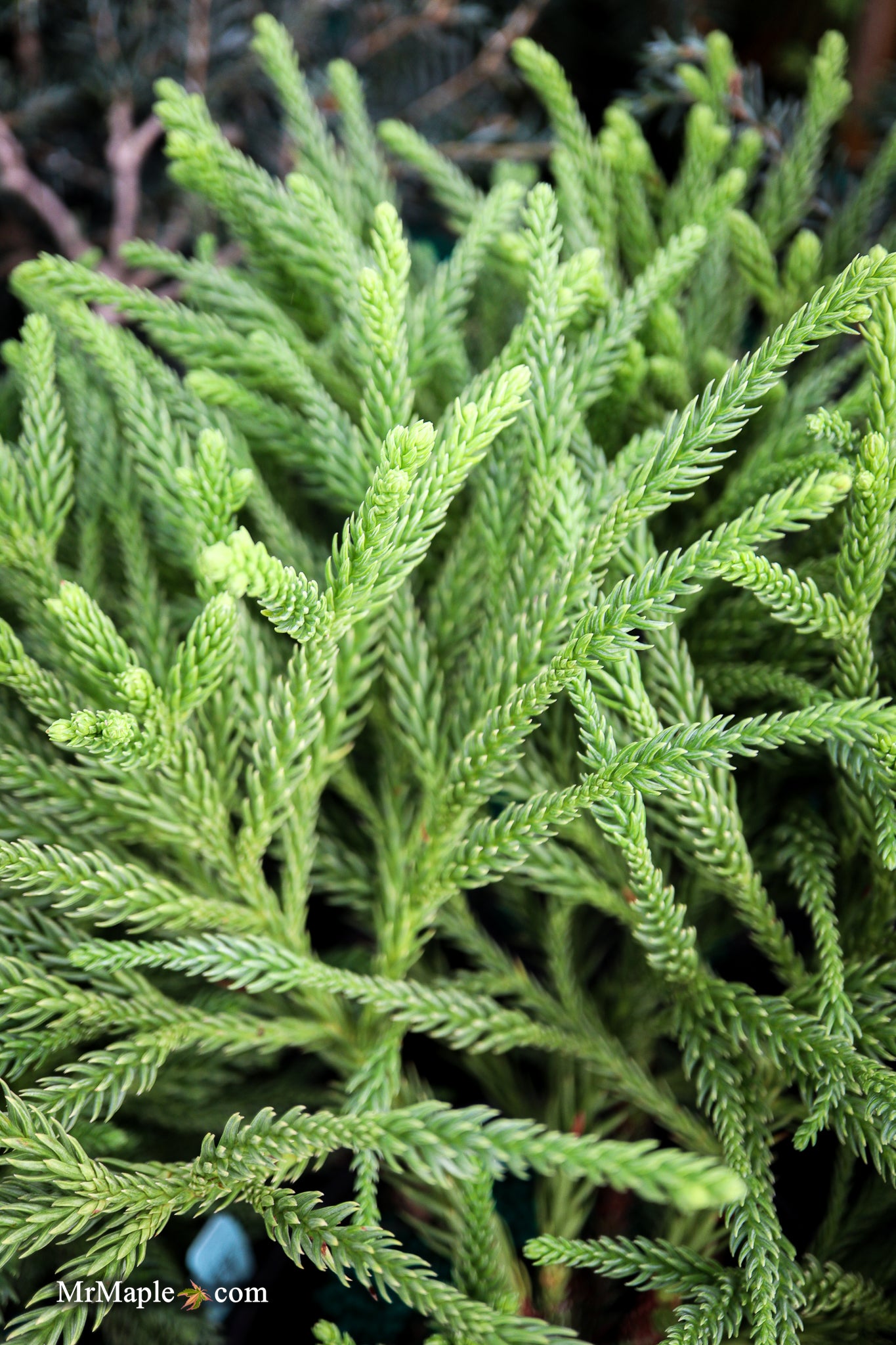 Buy Cryptomeria japonica 'Giokumo' Dwarf Japanese Cedar — Mr Maple ...