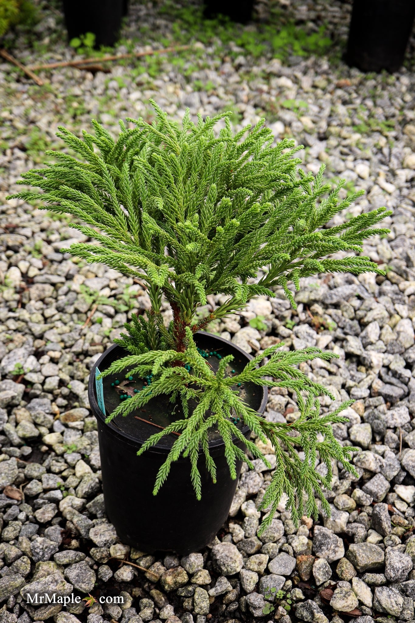 Buy Cryptomeria japonica 'Giokumo' Dwarf Japanese Cedar — Mr Maple ...