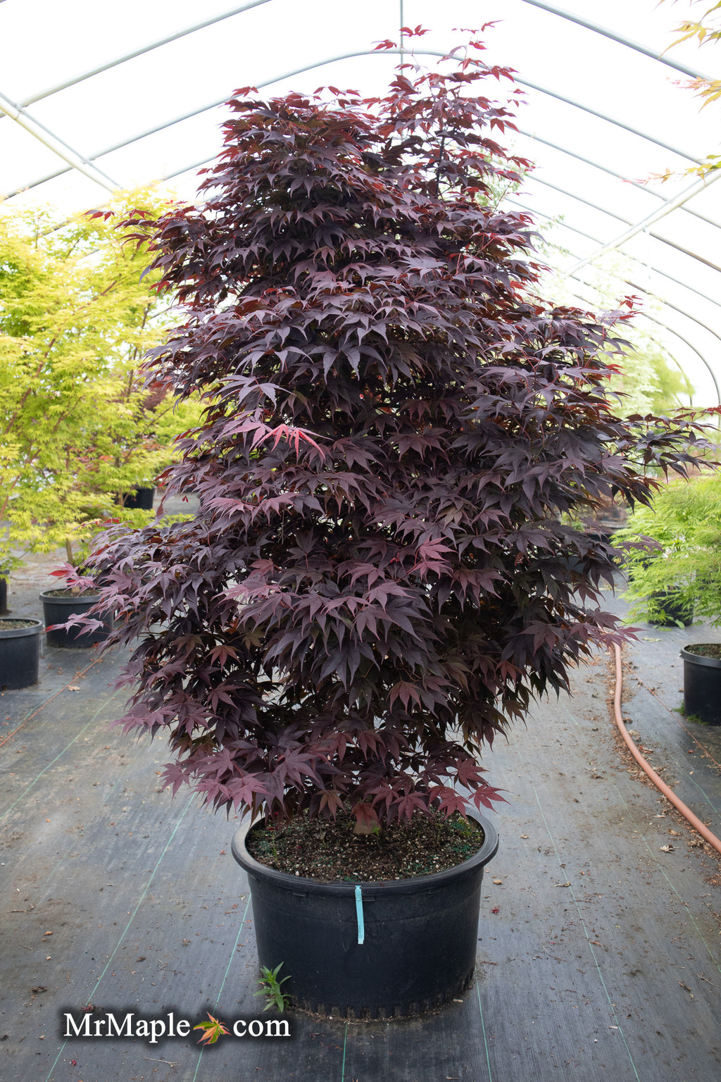Buy Japanese Maples - MrMaple — Mr Maple │ Buy Japanese Maple Trees