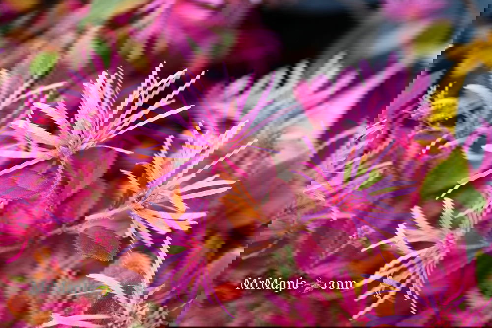 Buy Loropetalum 'Daruma' Chinese Fringe Flower — Mr Maple │ Buy ...