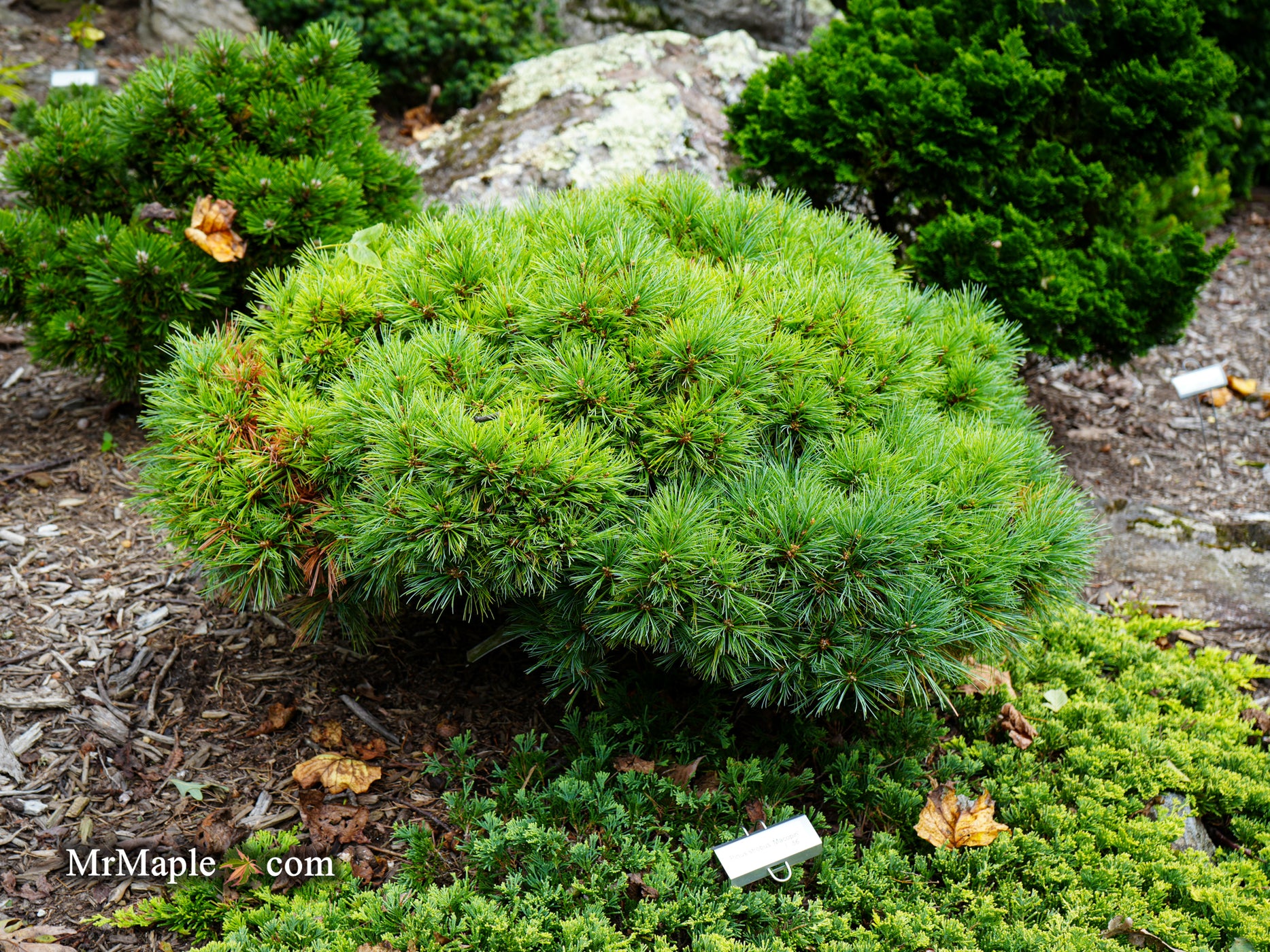 Buy Pinus strobus 'Macropin' Dwarf White Pine Tree — Mr Maple │ Buy ...