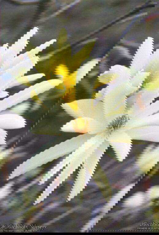 Buy Magnolia 'Gold Star' Golden Flowering Magnolia — Mr Maple │ Buy ...