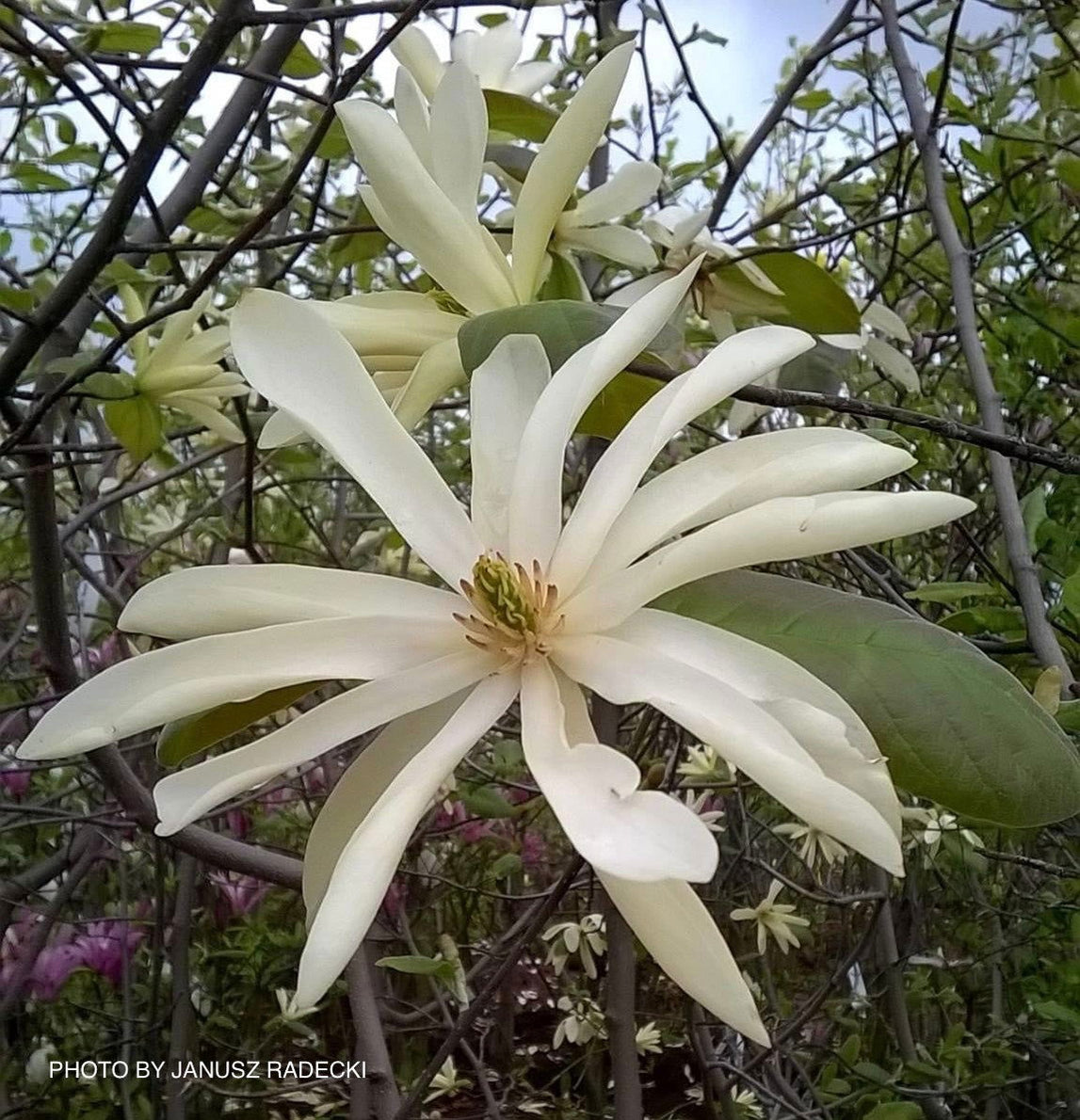Buy Magnolia 'Gold Star' Golden Flowering Magnolia — Mr Maple │ Buy ...