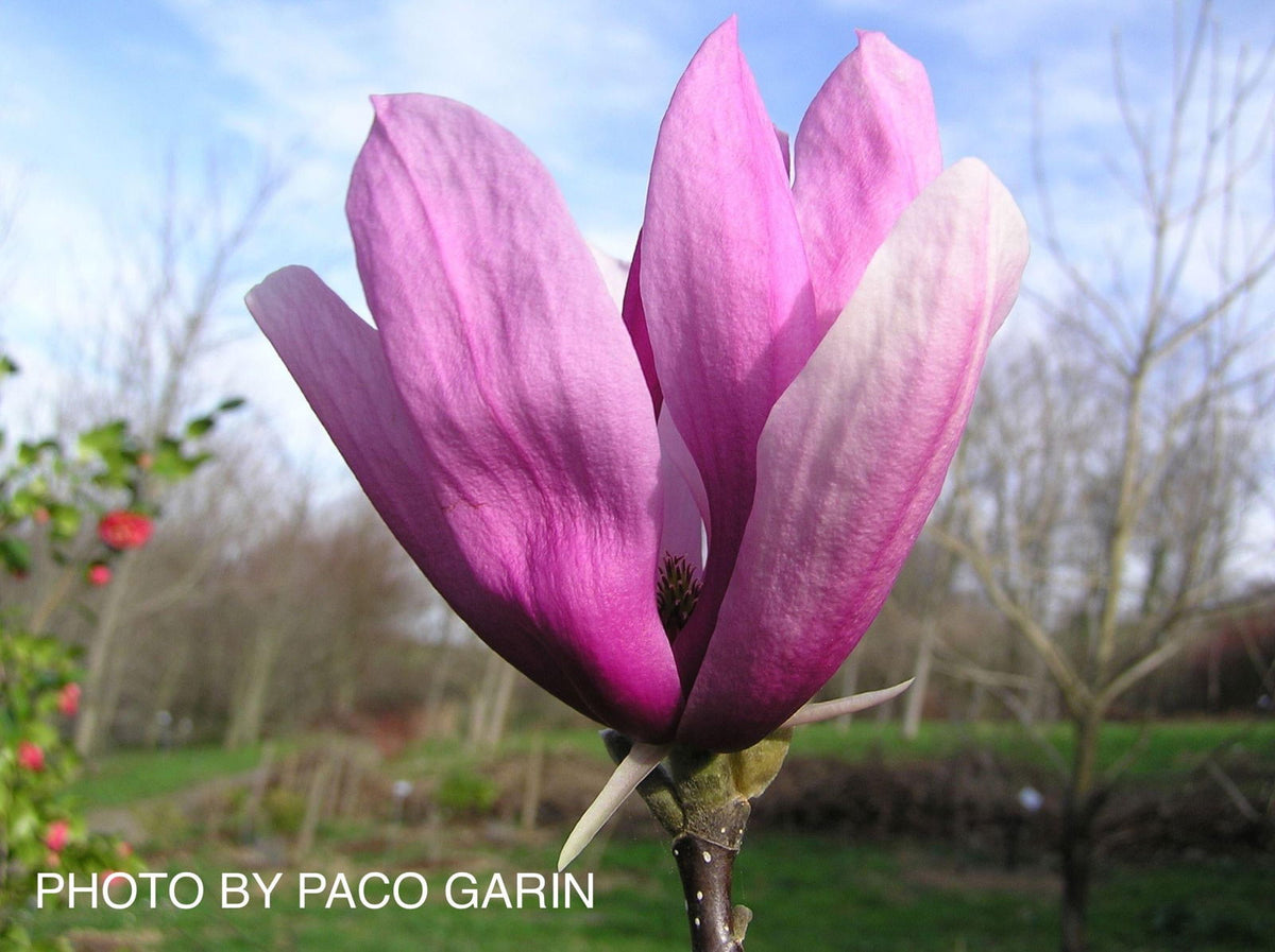 Buy Mangolia x 'Little Sue' Deep Red Flowering Small Magnolia — Mr ...