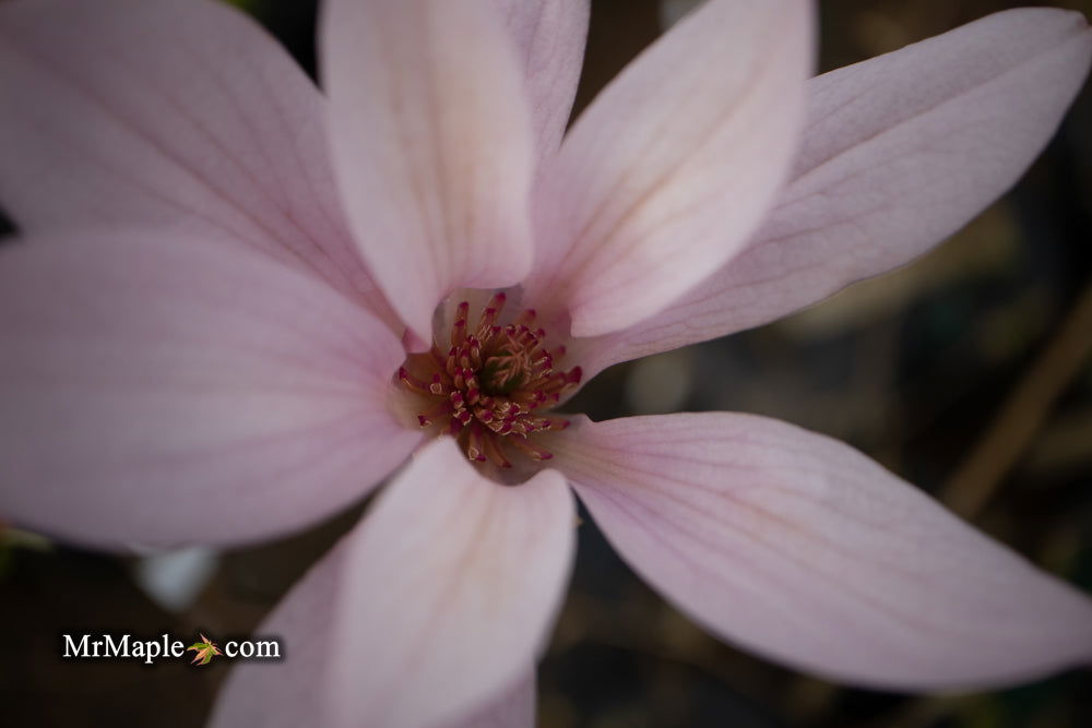 Buy Mangolia x 'Little Sue' Deep Red Flowering Small Magnolia — Mr ...