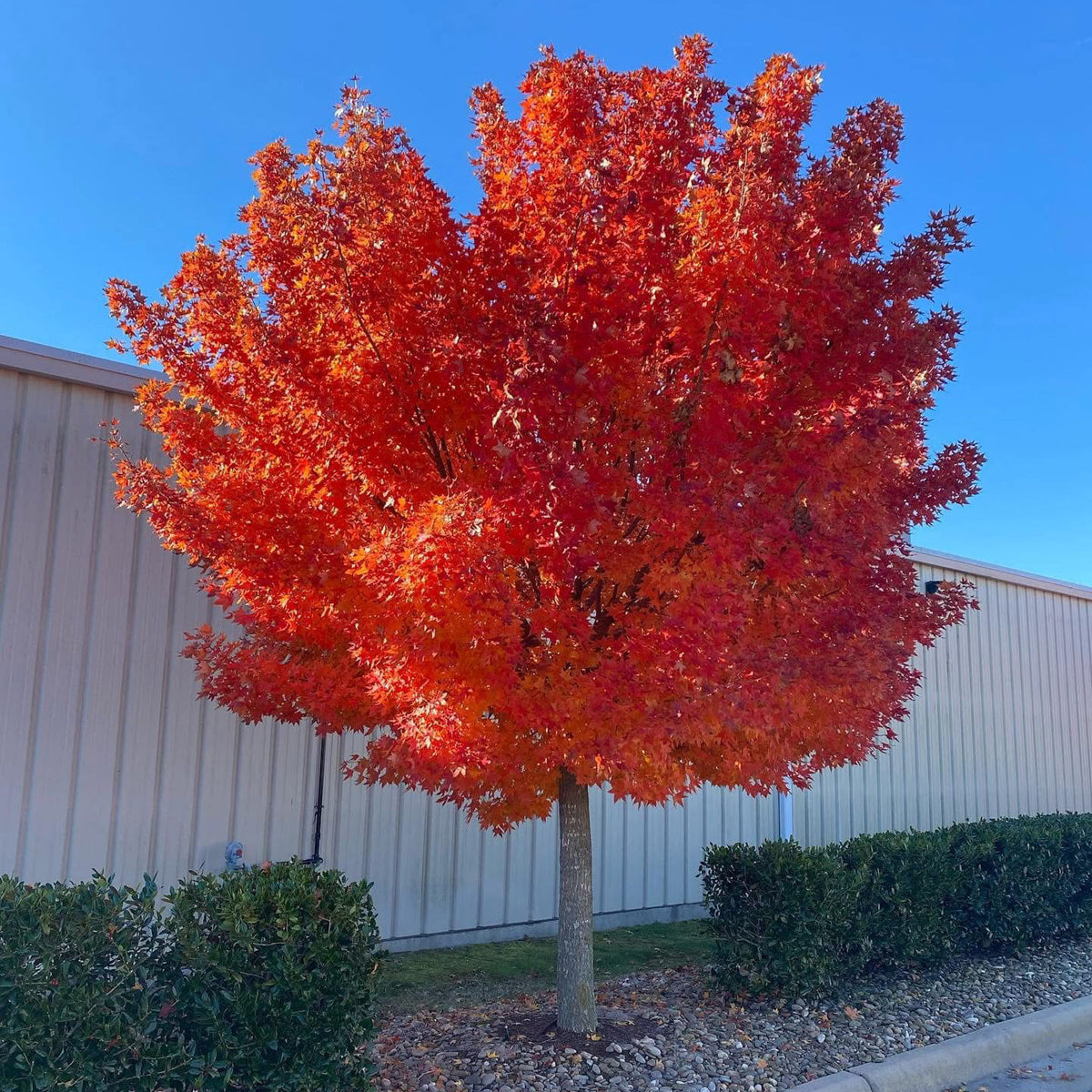 Buy Acer truncatum 'Main Street' Shantung Maple — Mr Maple │ Buy ...